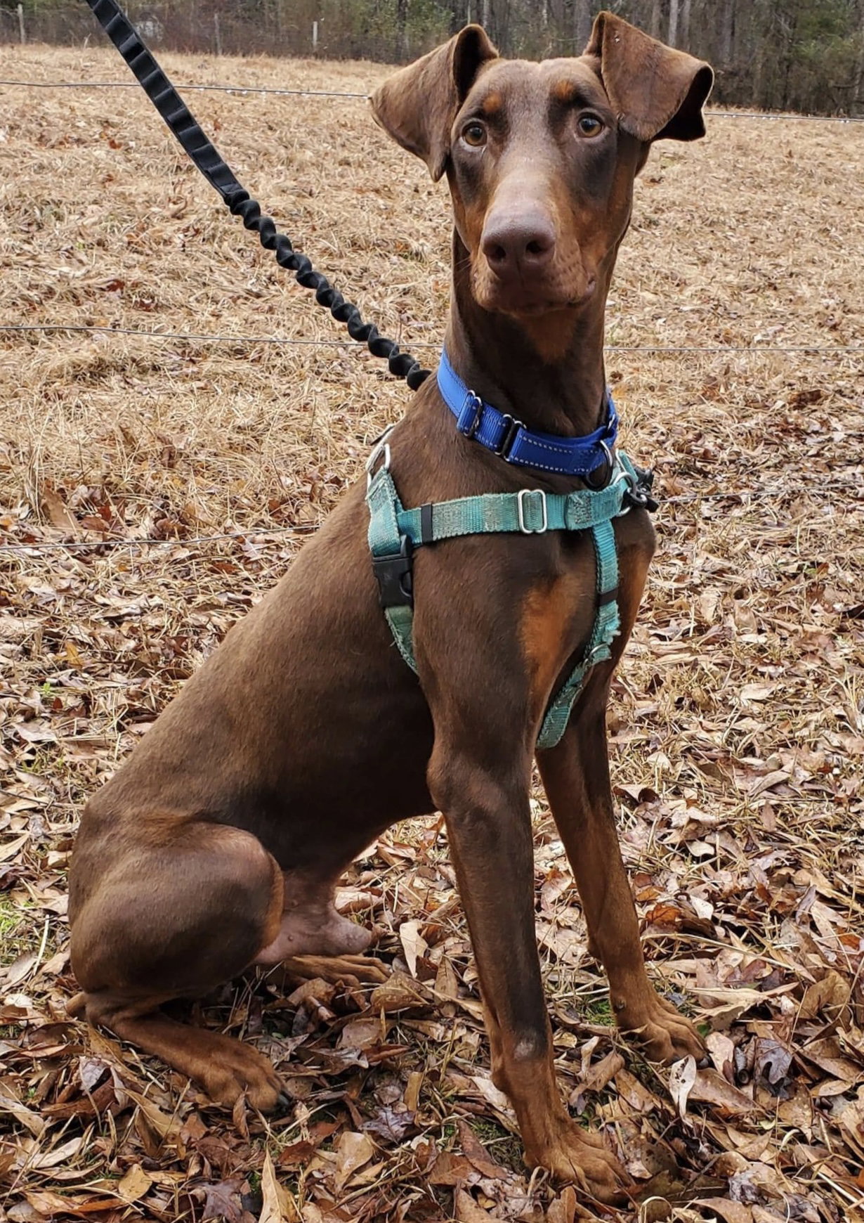 Dog for Adoption - DASH, a Doberman Pinscher in Athens, GA | Alpha Paw