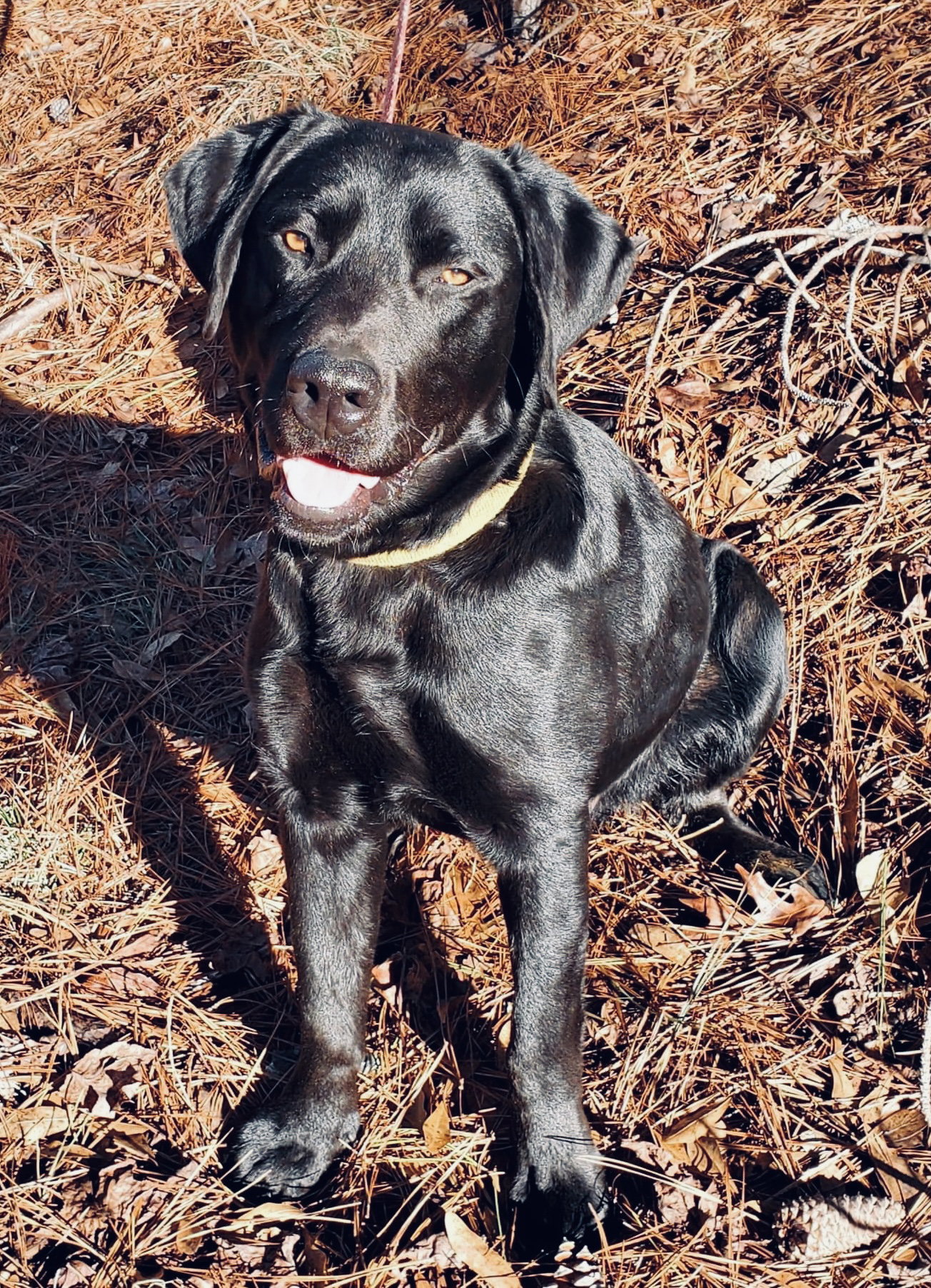 Dog for Adoption - Jet, a Labrador Retriever in Cumming, GA | Alpha Paw