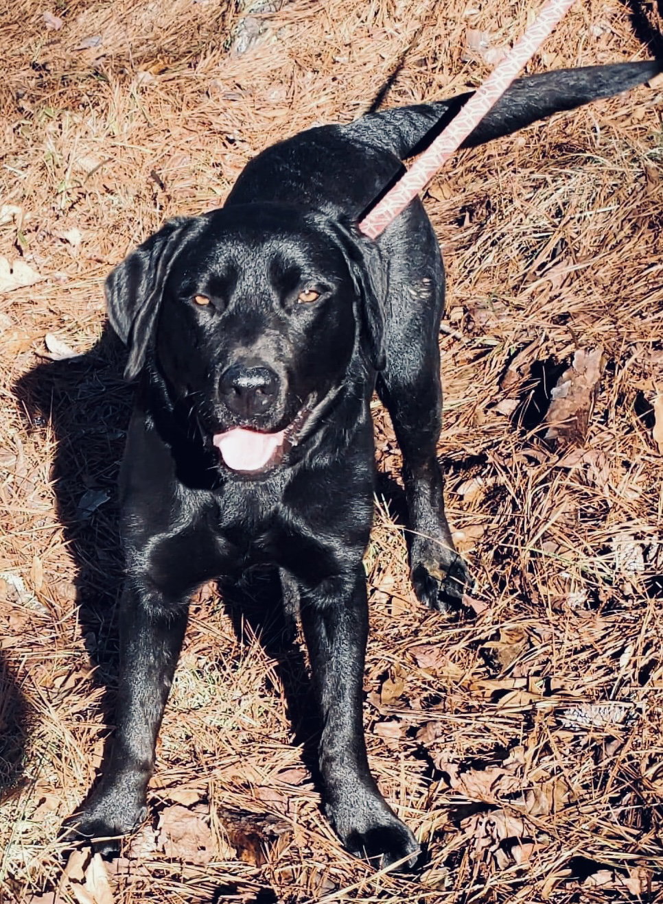 Dog for Adoption - Jet, a Labrador Retriever in Cumming, GA | Alpha Paw