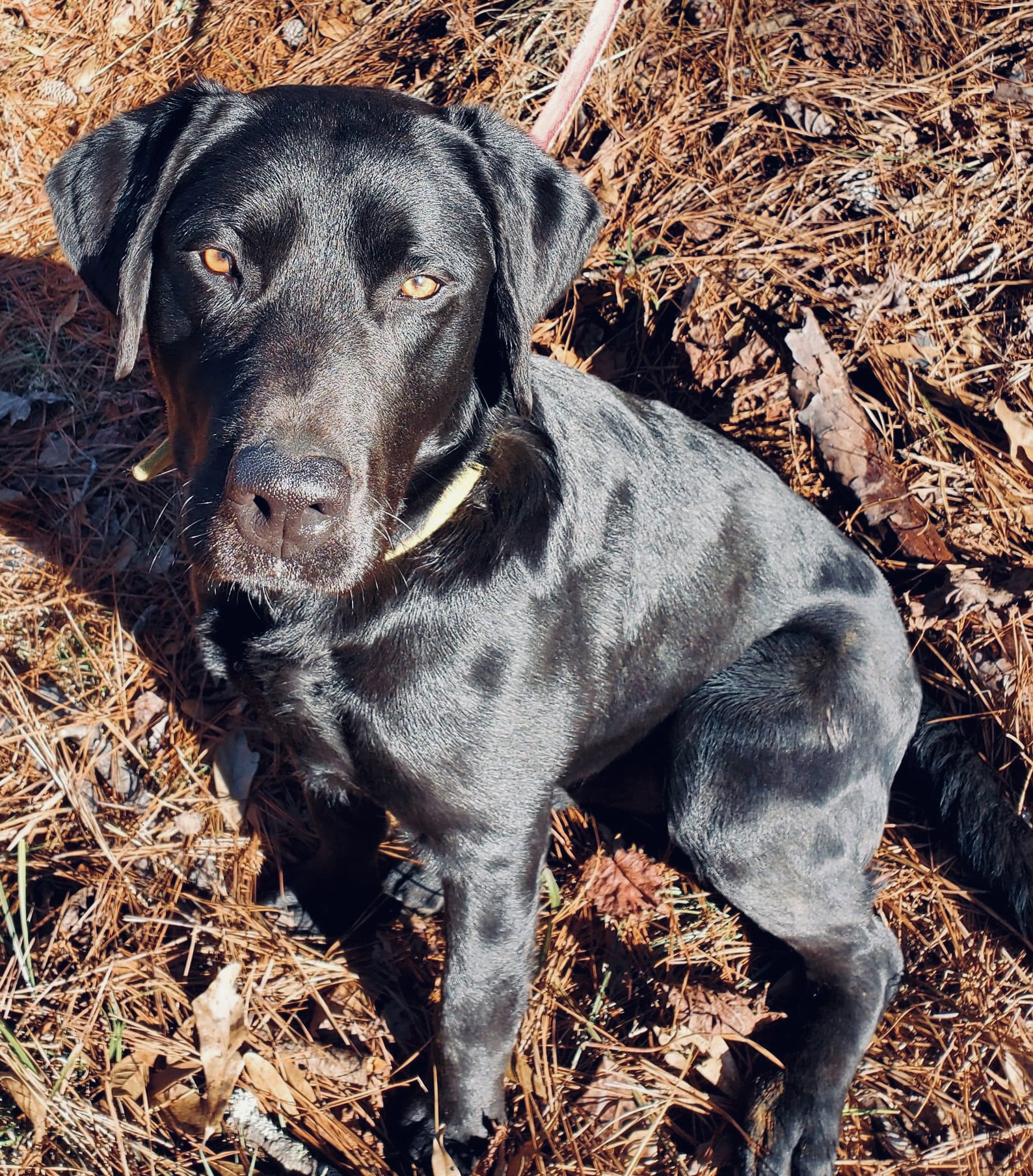 Dog for Adoption - Jet, a Labrador Retriever in Cumming, GA | Alpha Paw