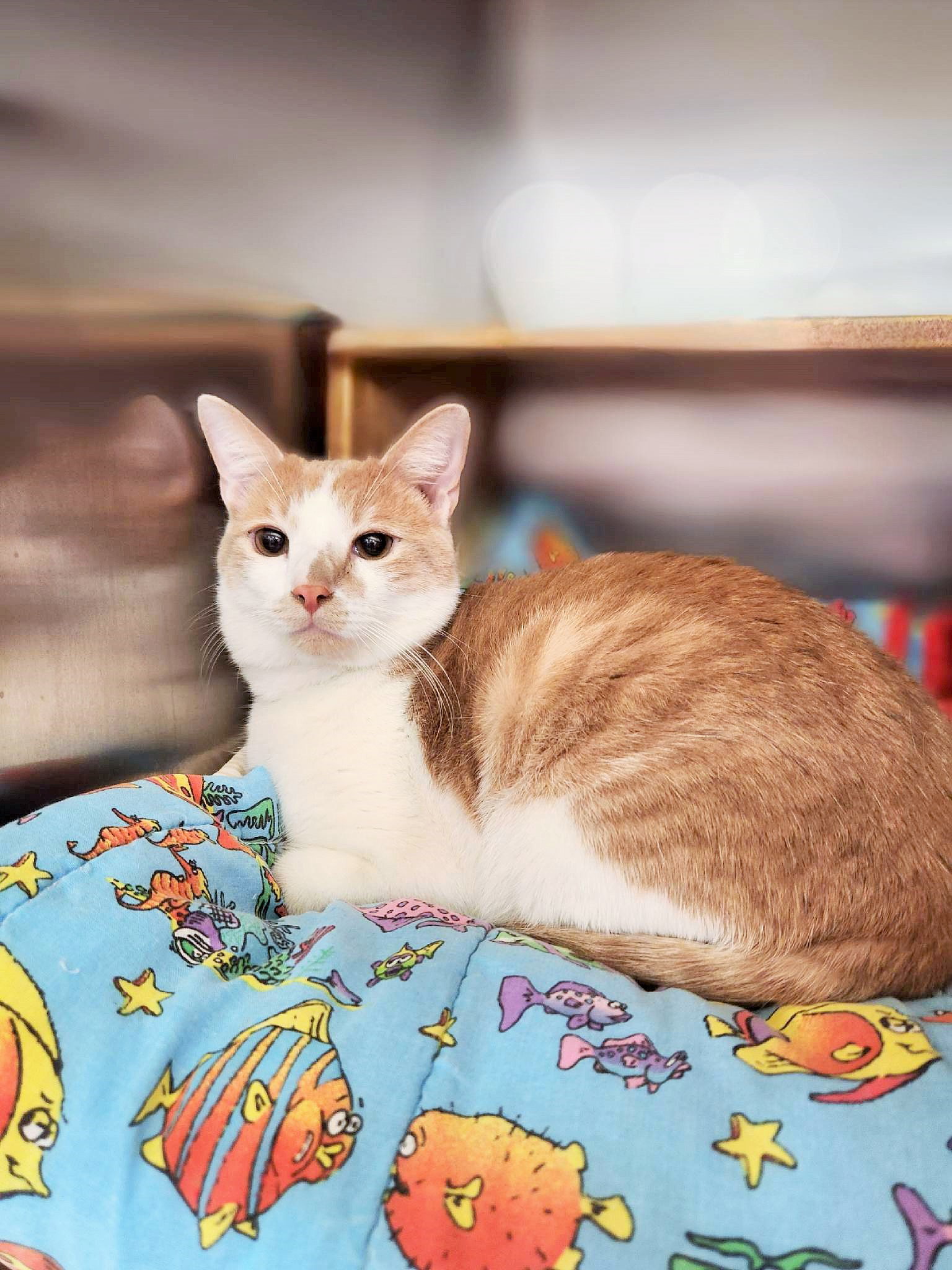 Cats for Adoption in Atlanta, Georgia | Alpha Paw