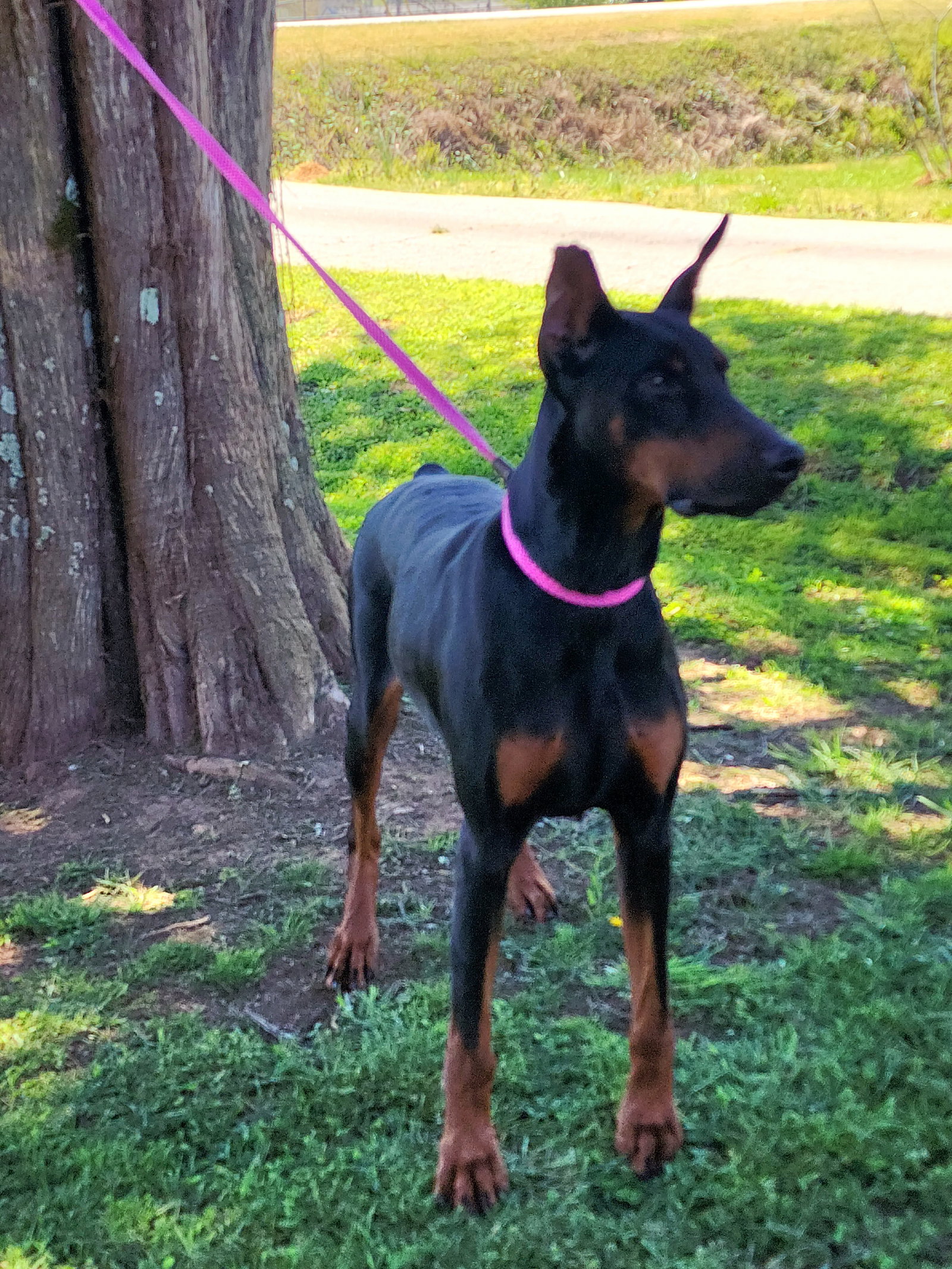 Dog for Adoption - AVERY, a Doberman Pinscher in Spalding County, GA ...