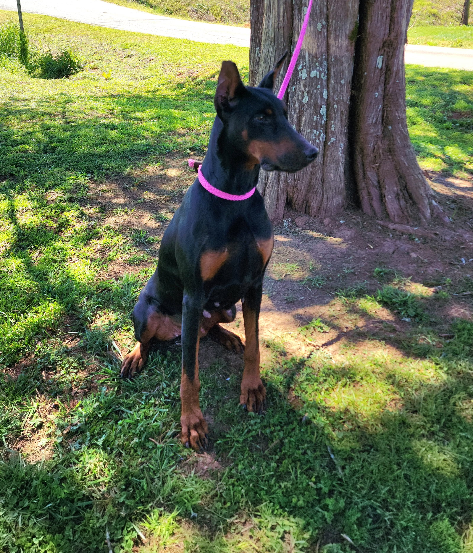 Dog for Adoption - AVERY, a Doberman Pinscher in Spalding County, GA ...