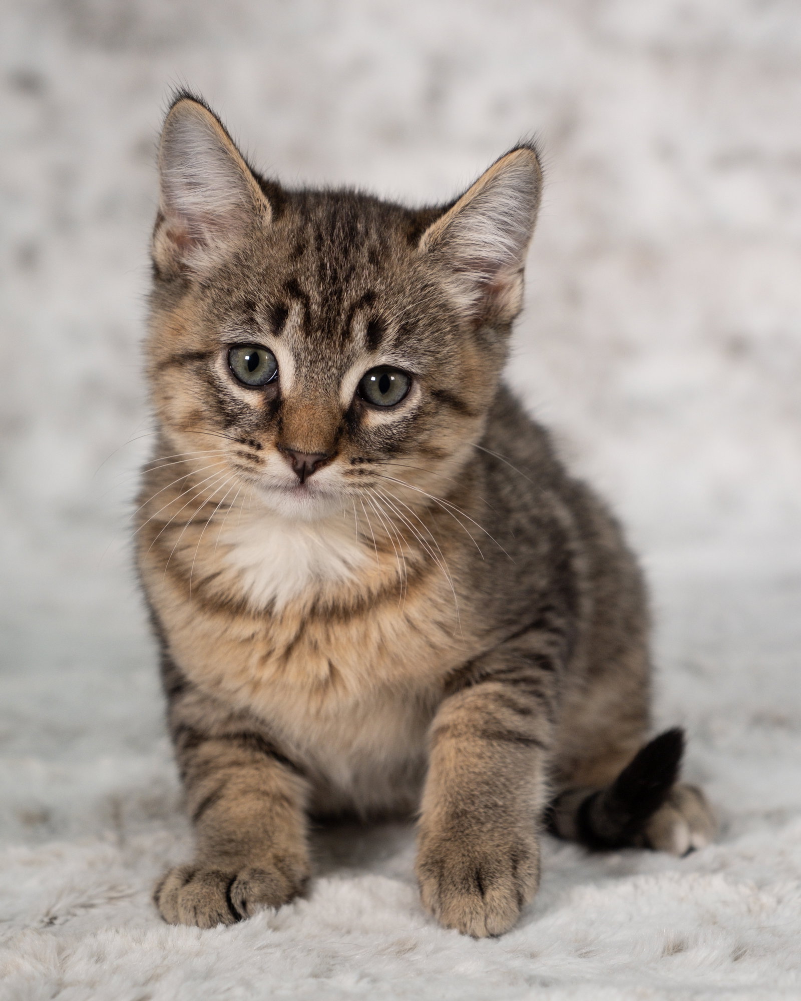 Cats for Adoption in Mcdonough, Georgia | Alpha Paw