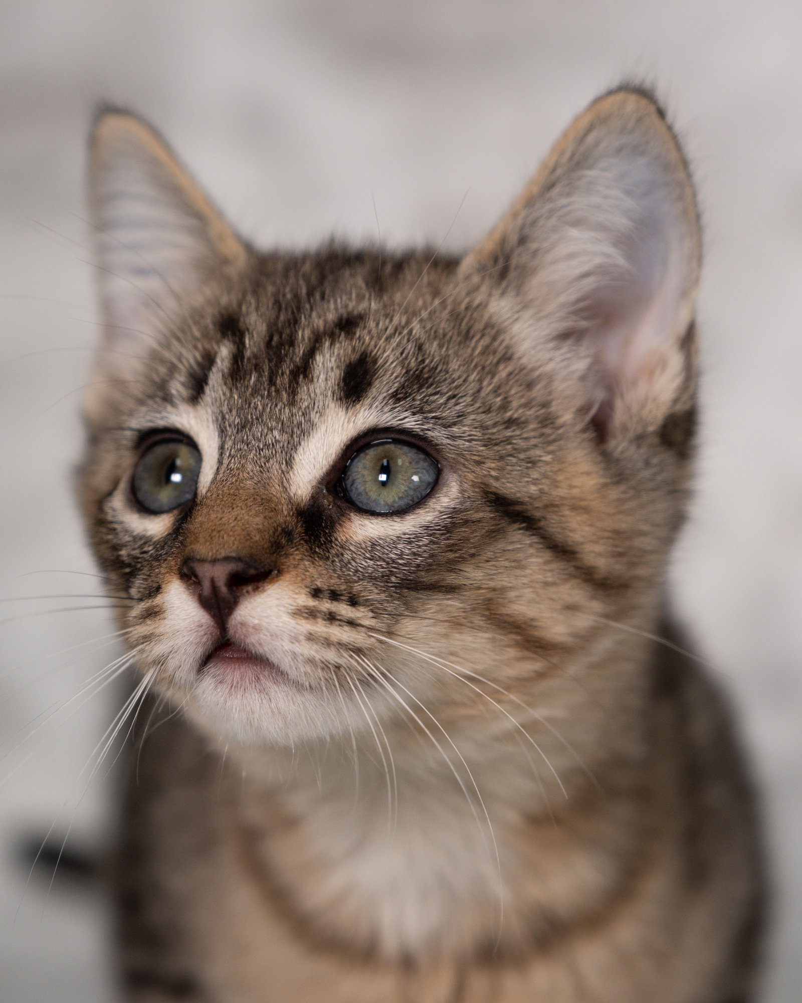 Cats for Adoption in Mcdonough, Georgia | Alpha Paw