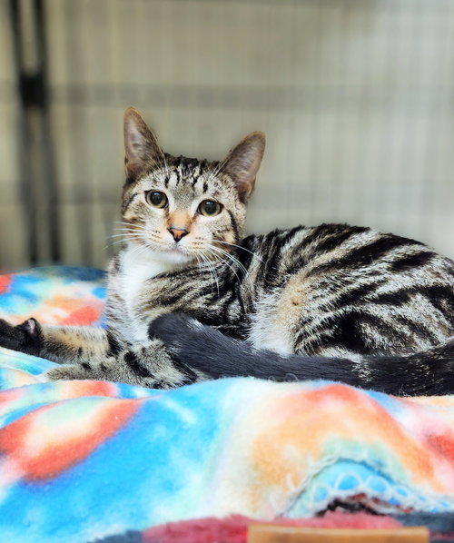 Cat Rescue