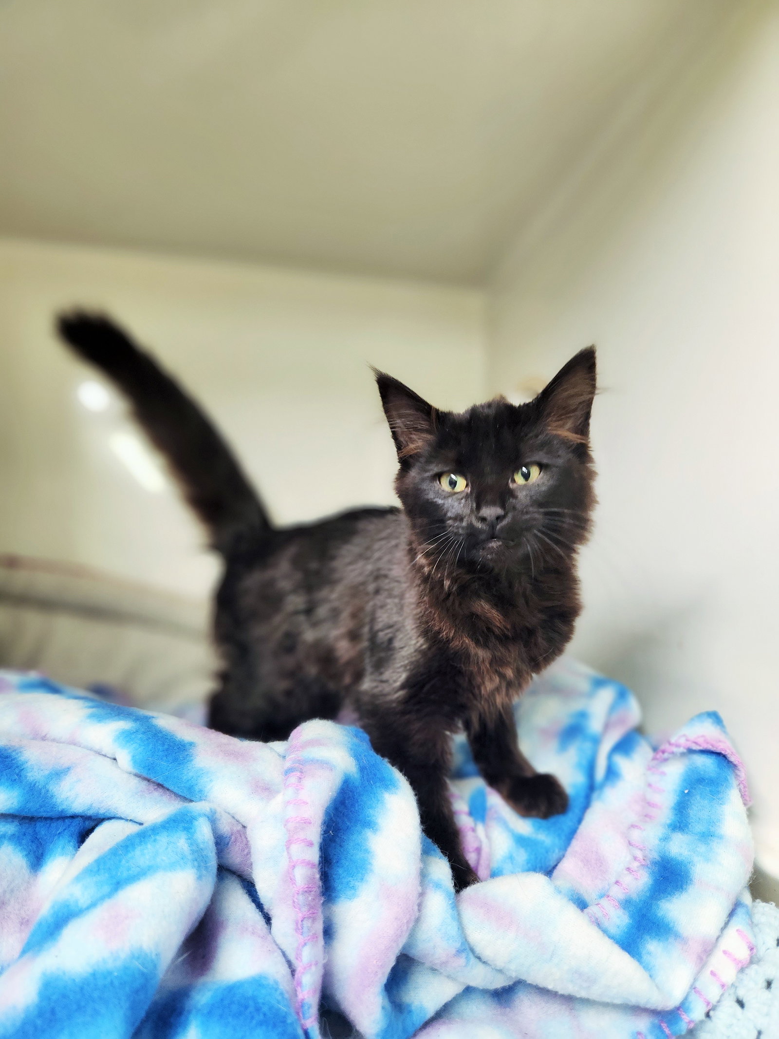 Cats for Adoption in Snellville, Georgia | Alpha Paw