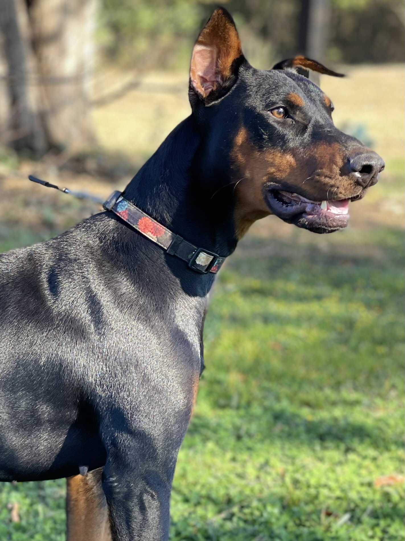 Dog for Adoption - Bambi, a Doberman Pinscher in Walton County, GA ...