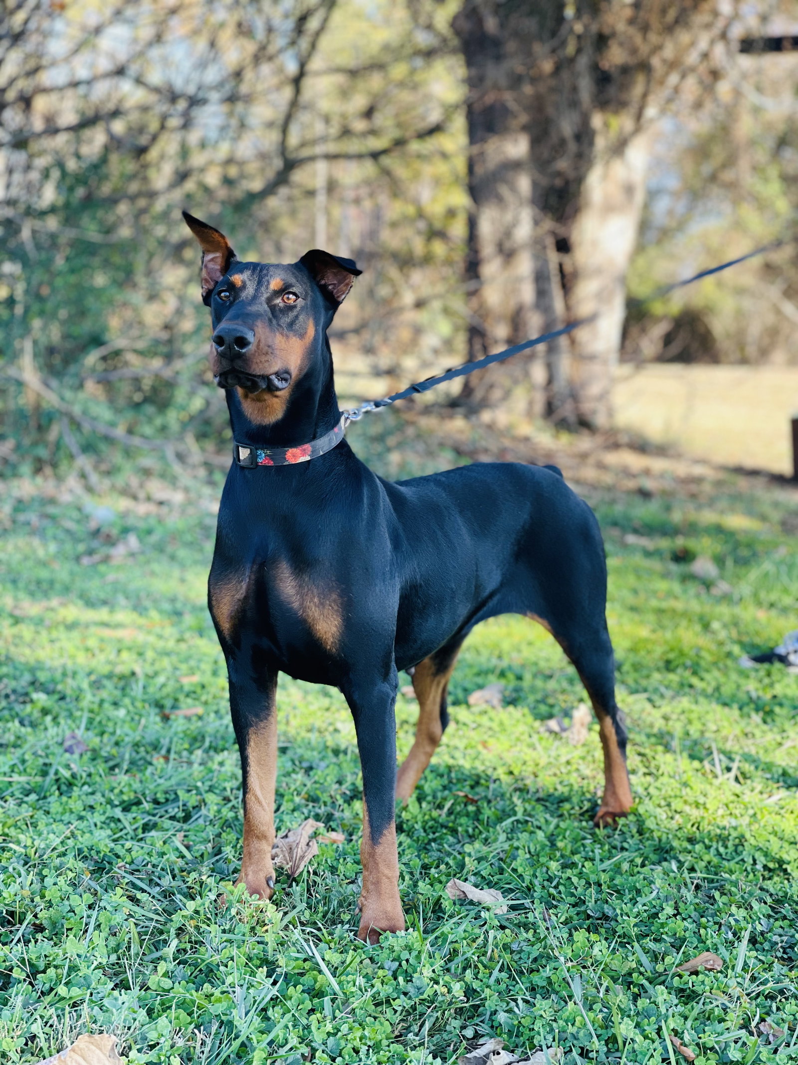 Dog for Adoption - Bambi, a Doberman Pinscher in Mcdonough, GA | Alpha Paw