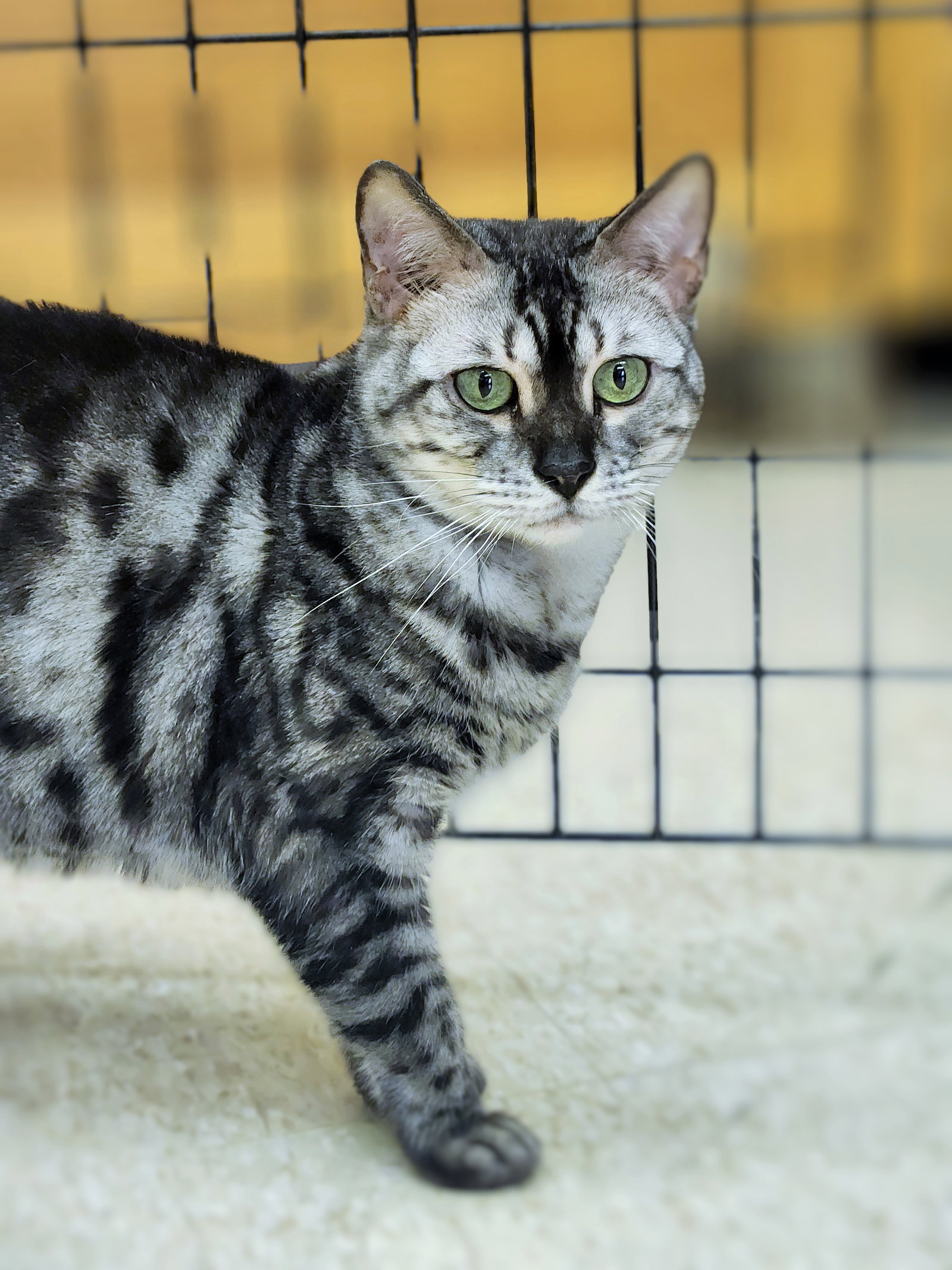 Cats for Adoption in Brookhaven, Georgia | Alpha Paw