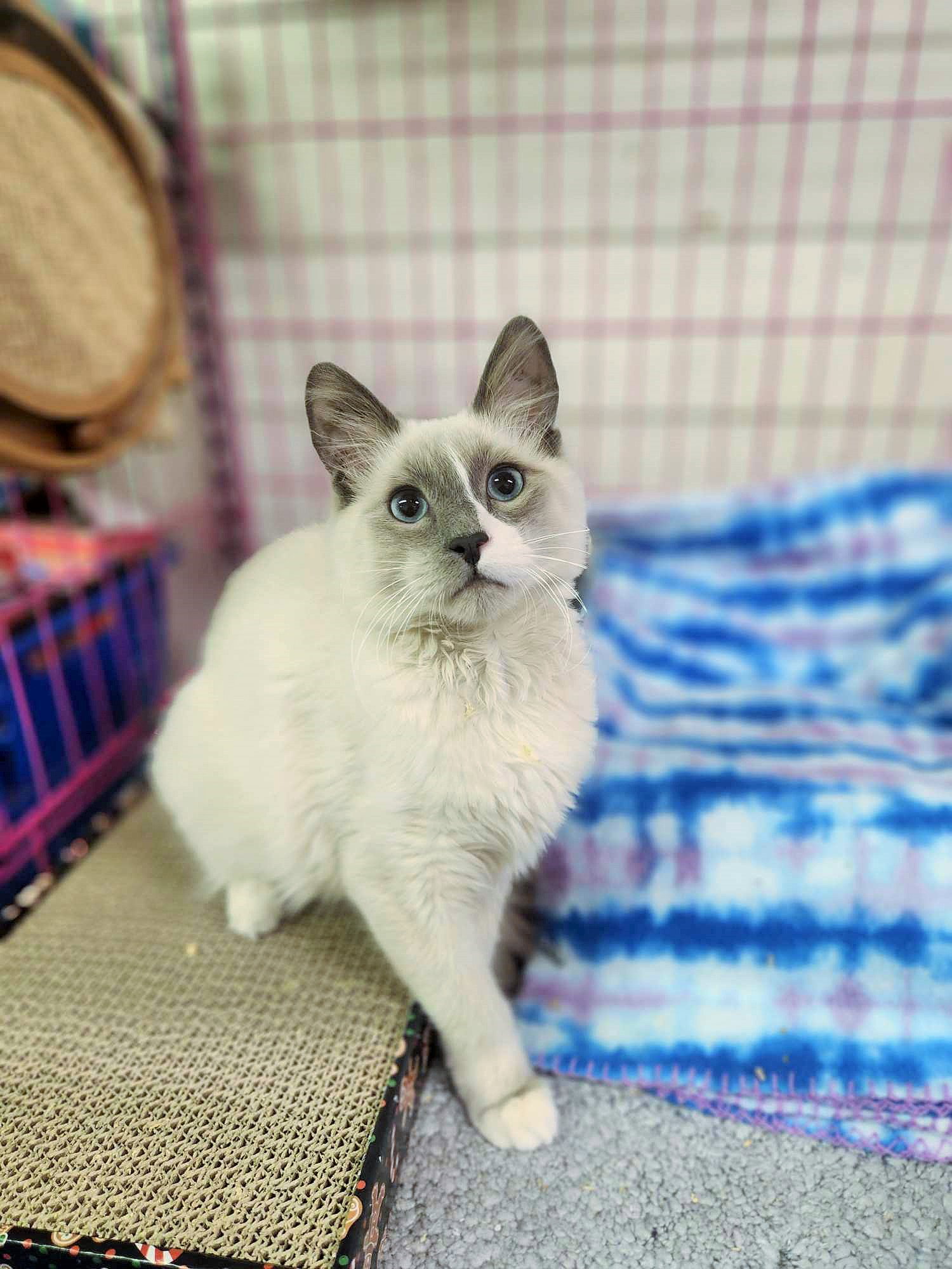 Cats for Adoption in Atlanta, Georgia | Alpha Paw