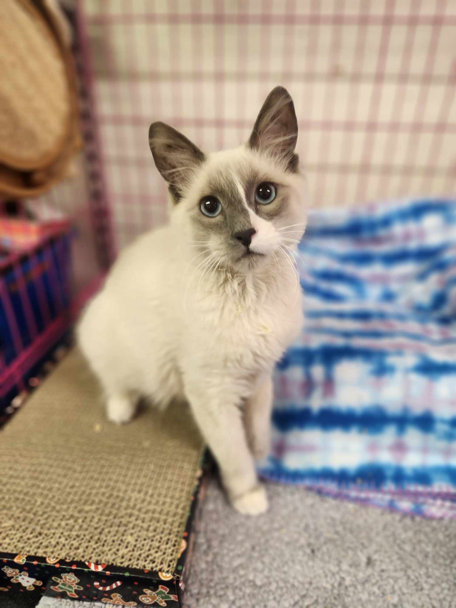 Cats for Adoption in Atlanta, Georgia | Alpha Paw