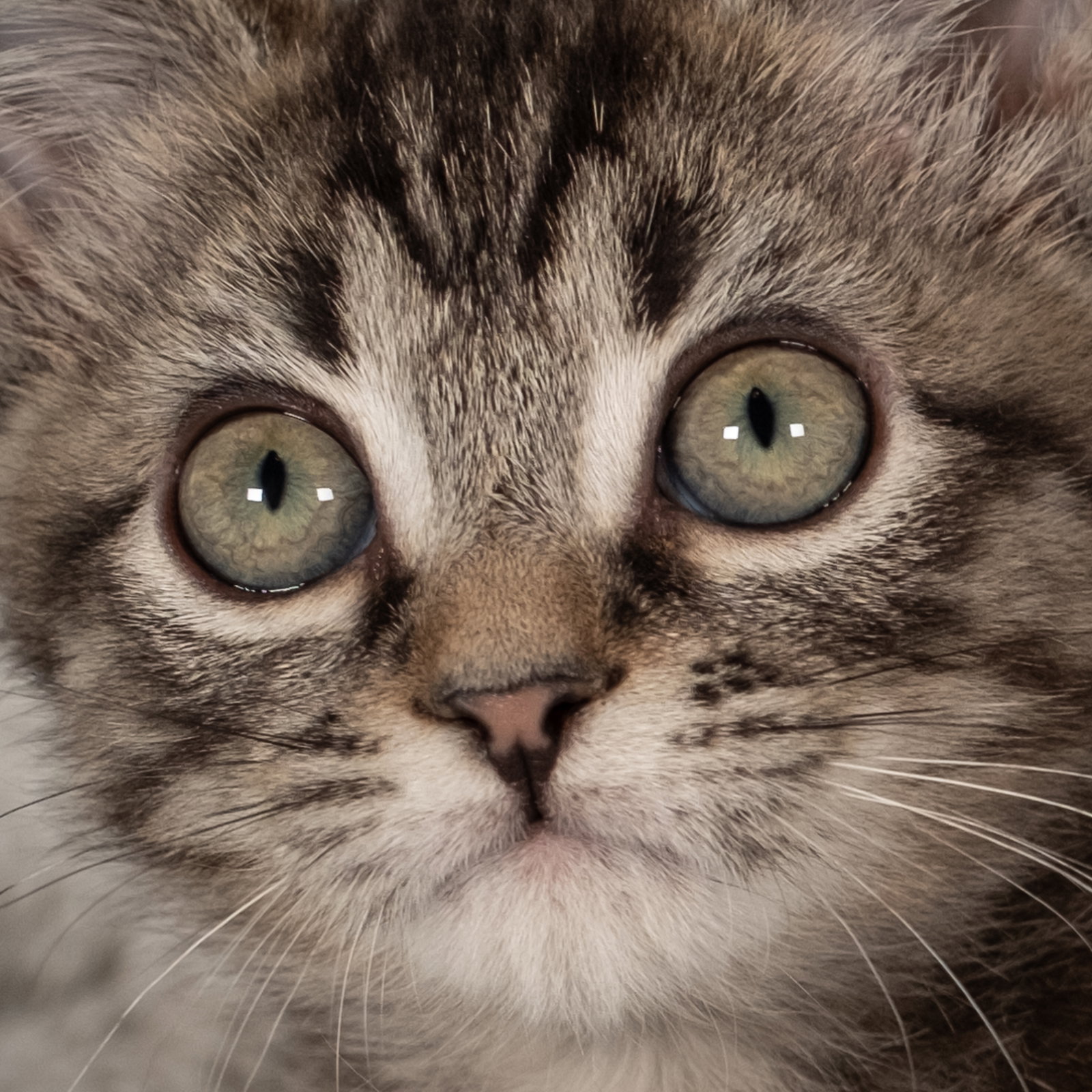 Cats for Adoption in Athens, Georgia | Alpha Paw