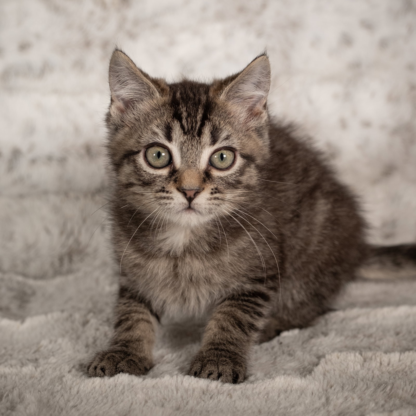 Cats for Adoption in Athens, Georgia | Alpha Paw