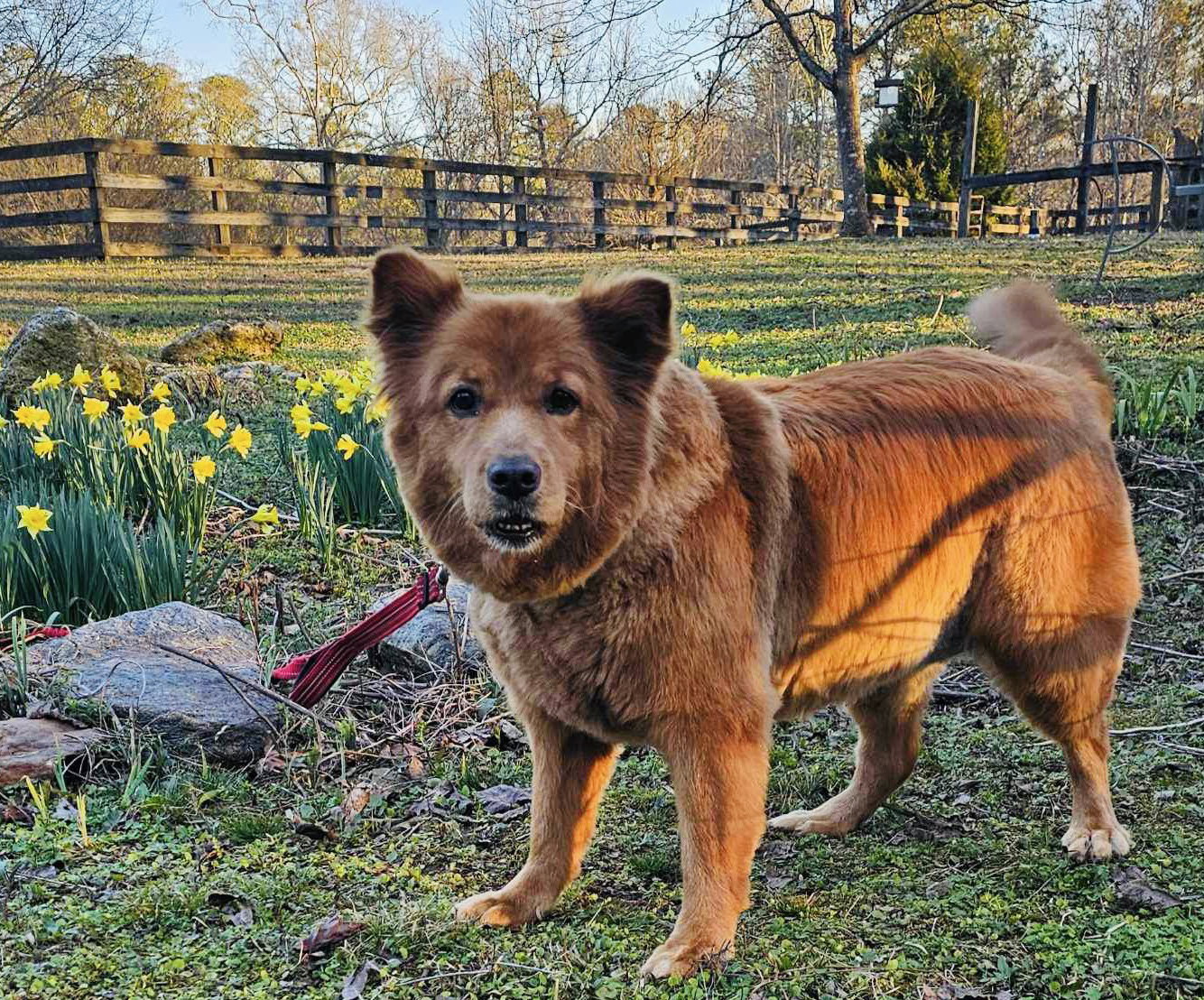 Dog for Adoption - Fancy, a Chow Chow in Alpharetta, GA | Alpha Paw
