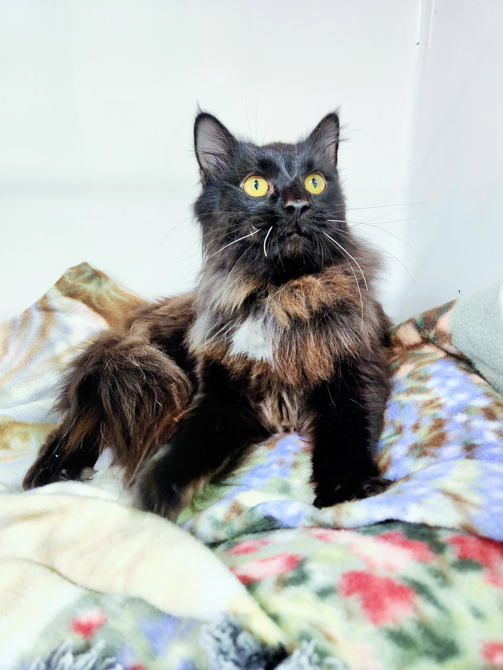 Cats for Adoption in Gwinnett County, Georgia | Alpha Paw