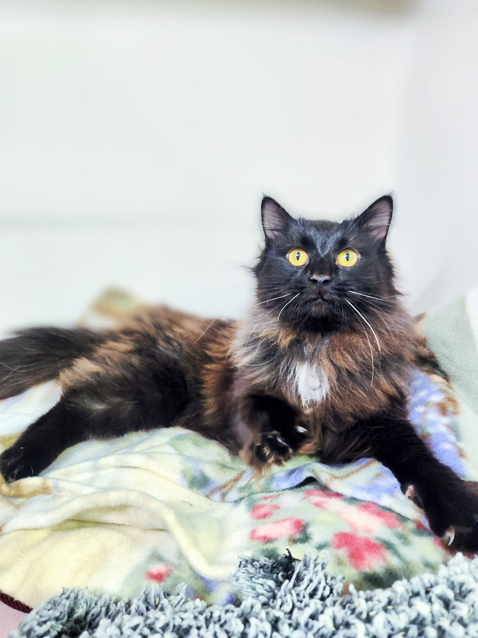 Cats for Adoption in Gwinnett County, Georgia | Alpha Paw