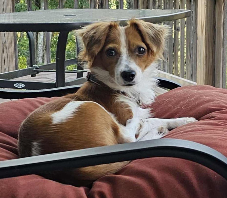 Dog for Adoption - Farrah, a Dachshund in Banks County, GA | Alpha Paw