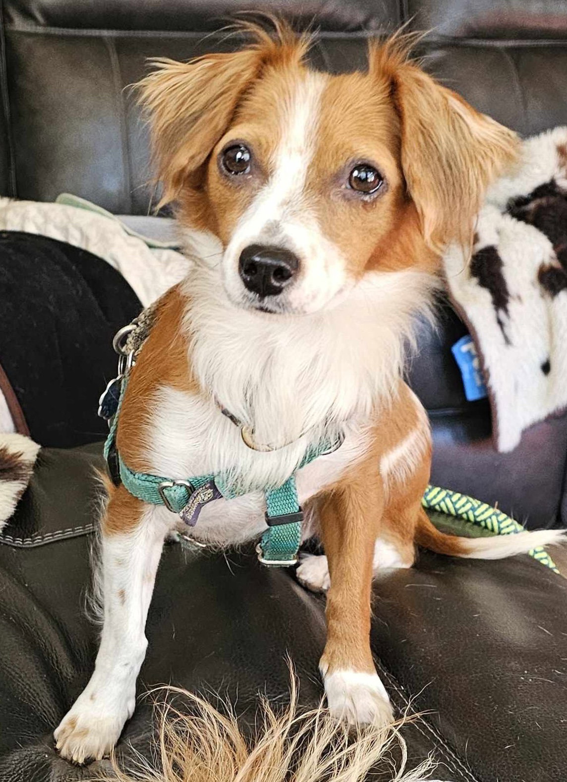Dog for Adoption - Farrah, a Dachshund in Banks County, GA | Alpha Paw