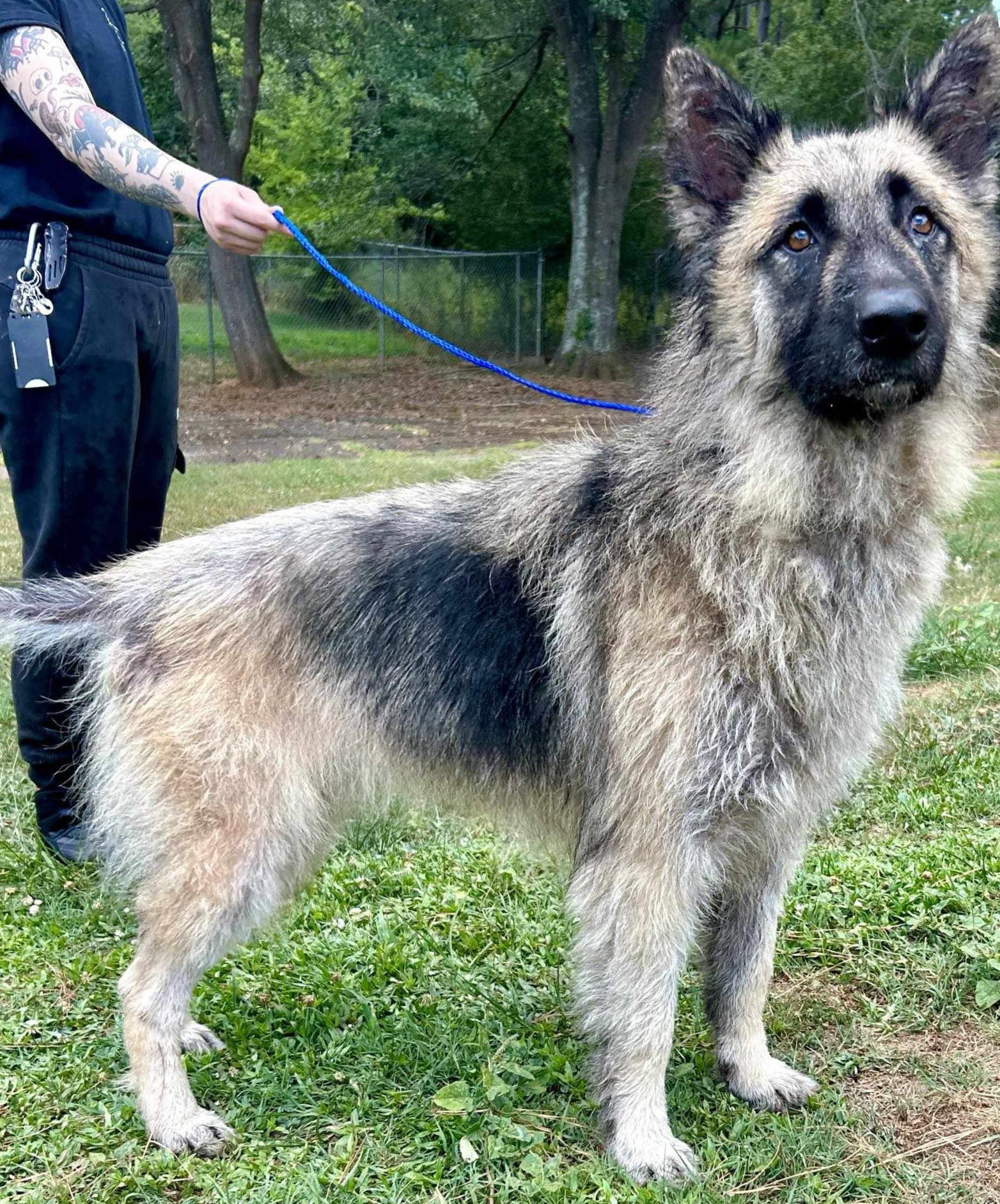 Dog for Adoption - Mia, a Belgian Shepherd Tervuren in Conyers, GA ...
