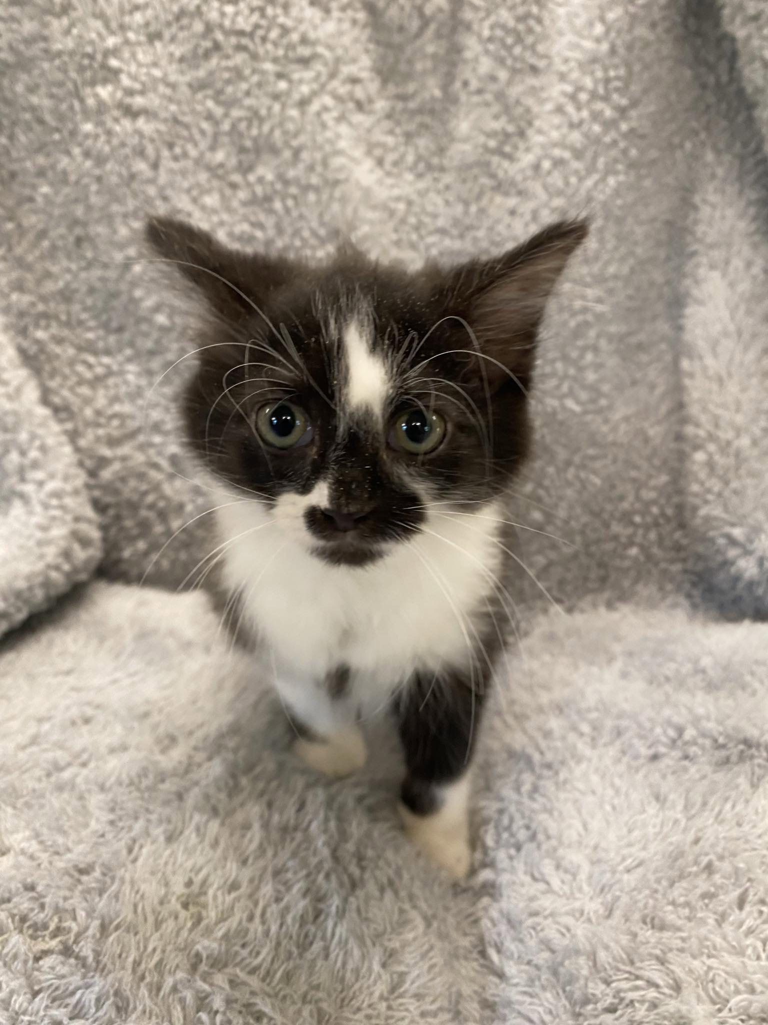 Cats for Adoption in Decatur, Georgia | Alpha Paw