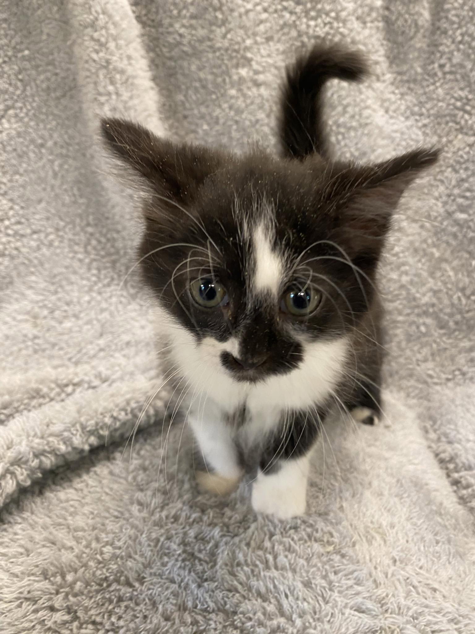 Cats for Adoption in Decatur, Georgia | Alpha Paw