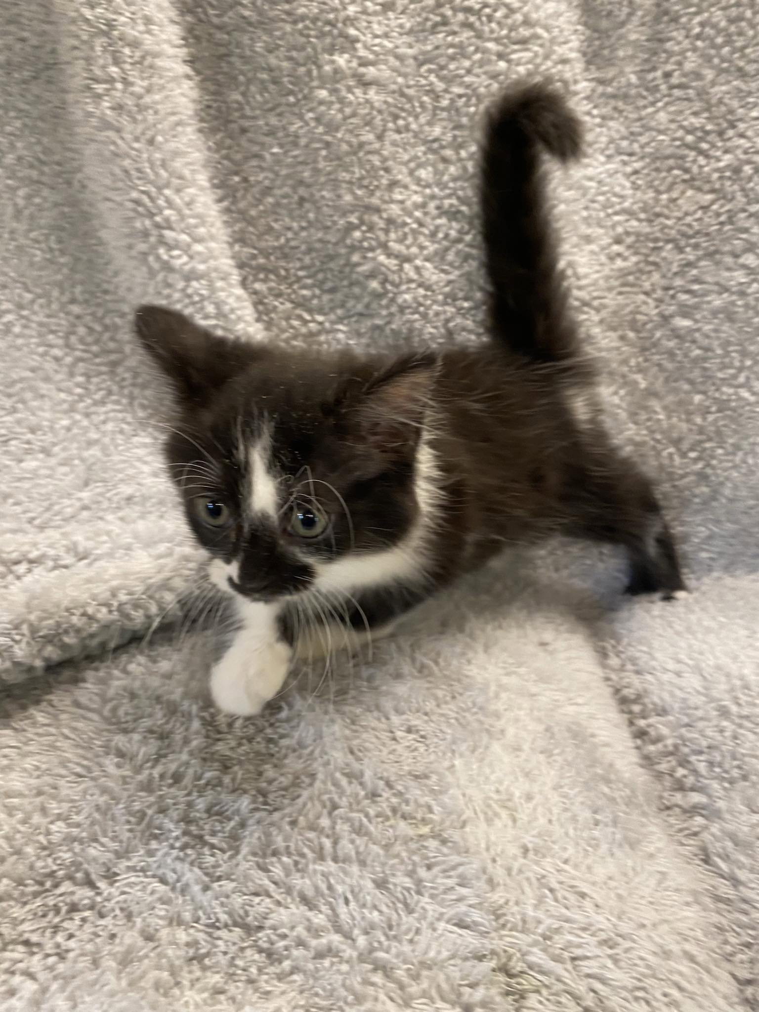 Cats for Adoption in Decatur, Georgia | Alpha Paw