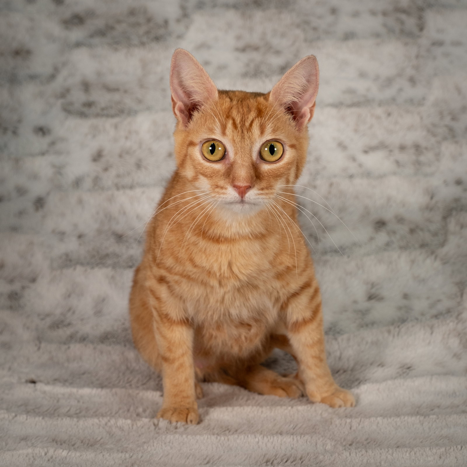 Cats for Adoption in Decatur, Georgia | Alpha Paw