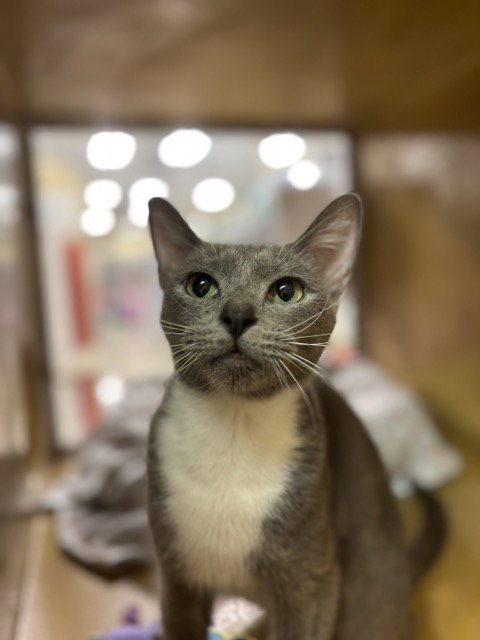 Cat Rescue