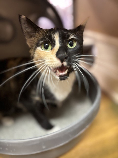 Cat Rescue