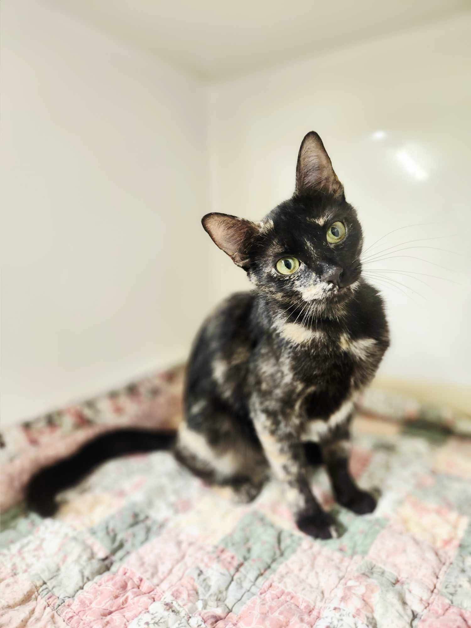 Cats for Adoption in Atlanta, Georgia | Alpha Paw