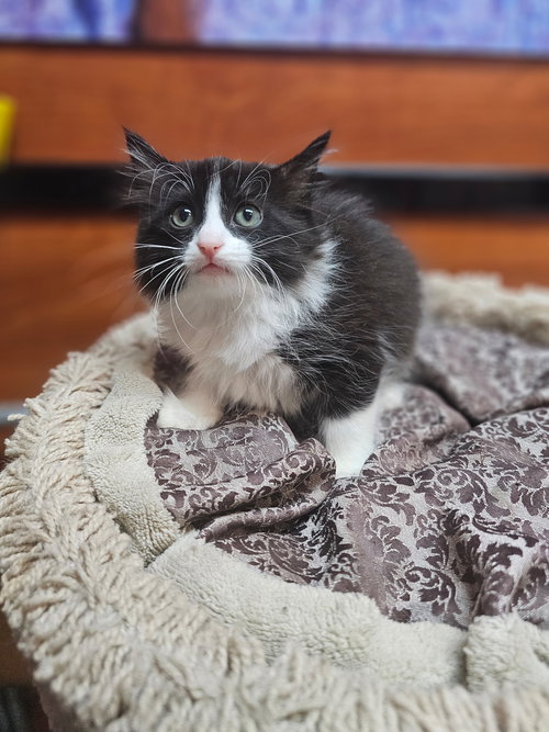 Cat Rescue