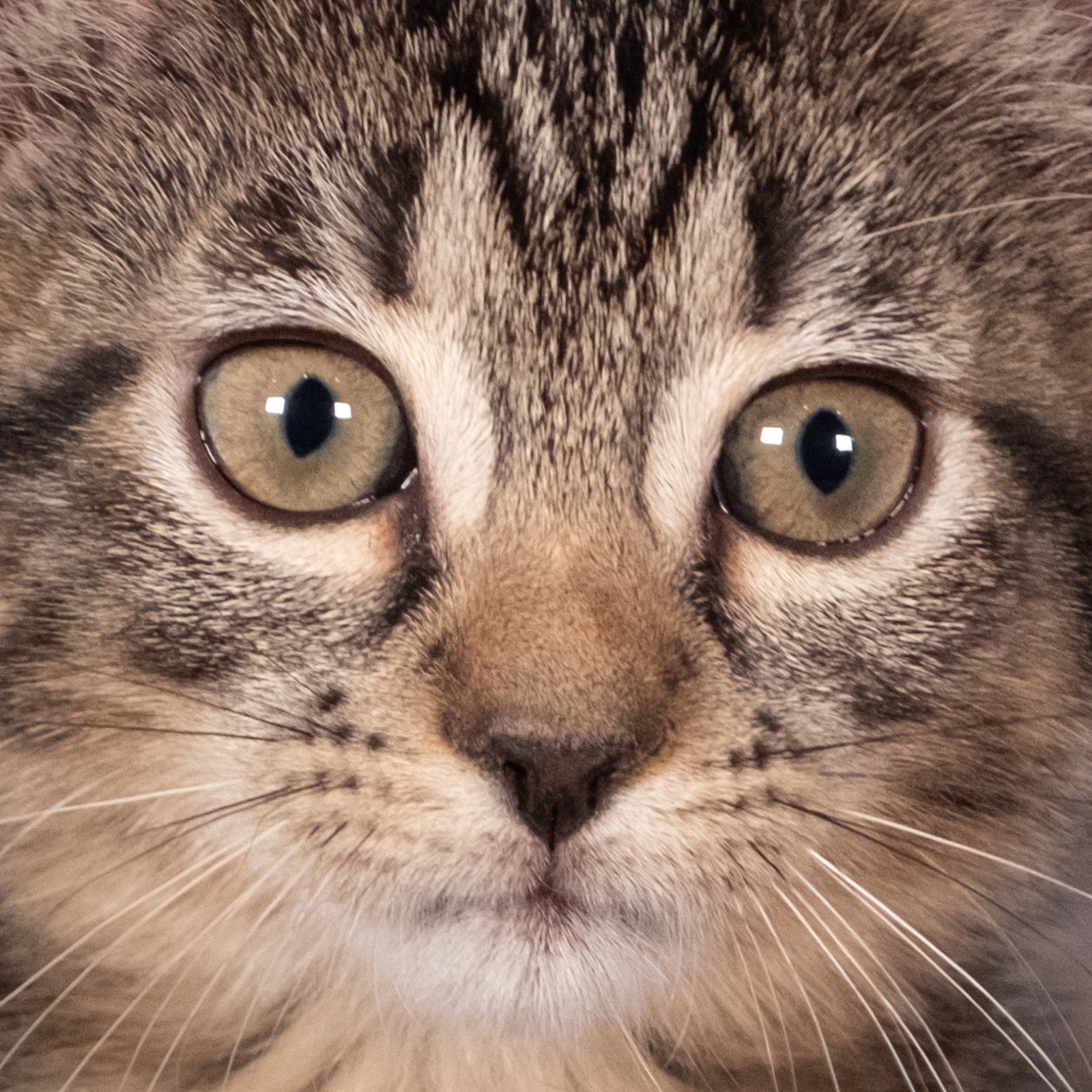 Cats for Adoption in Tucker, Georgia | Alpha Paw