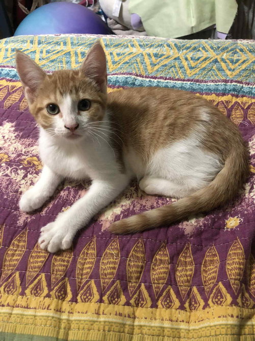 Cat Rescue