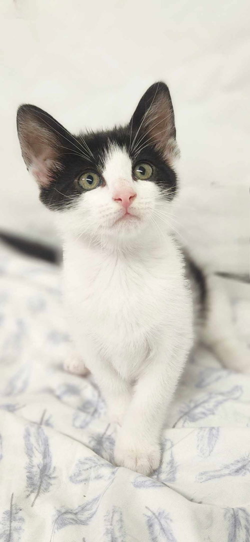 Cat Rescue