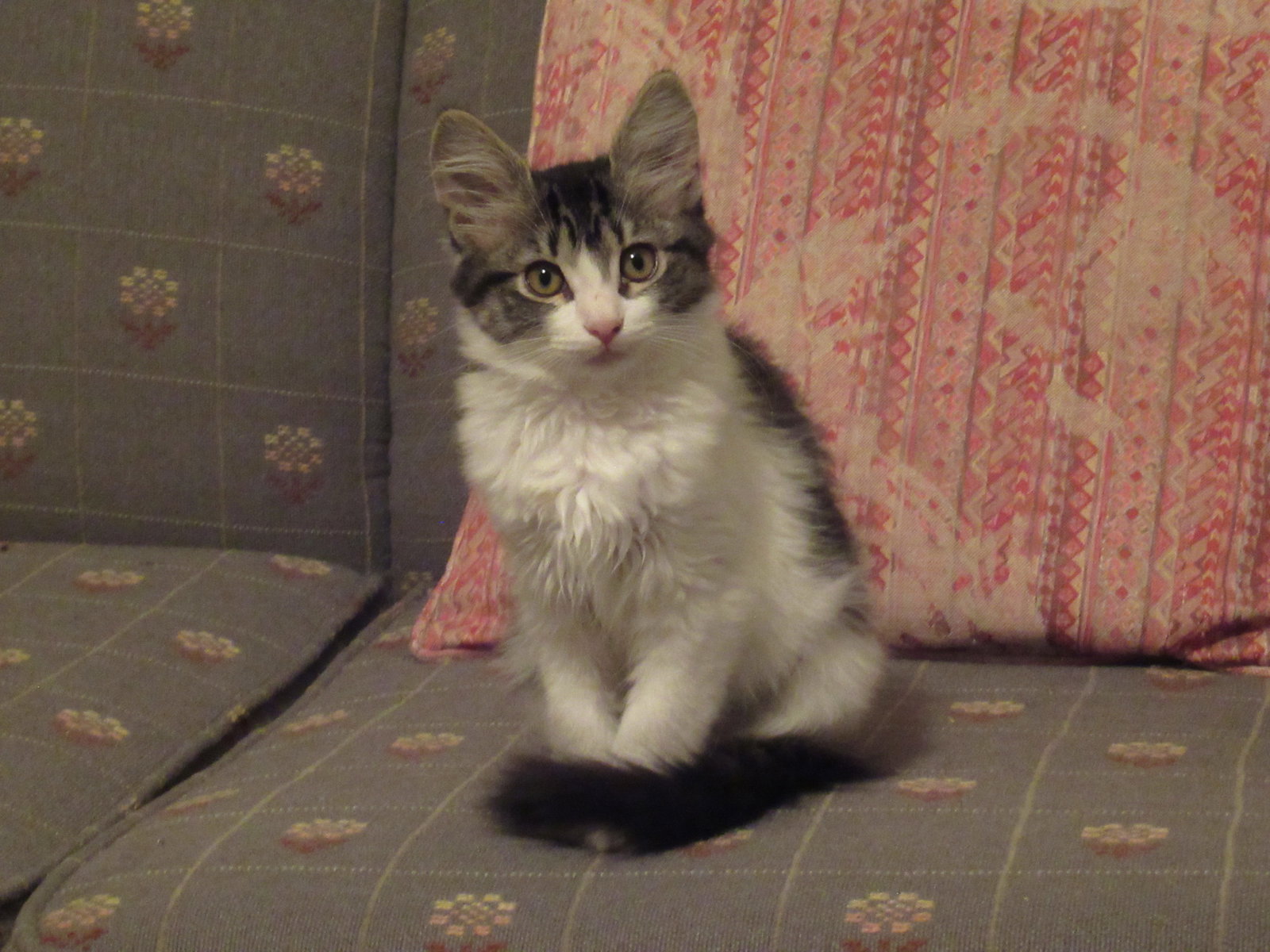 Cat adoption in Alturas, CA 96101: Domestic Medium Hair (medium coat ...