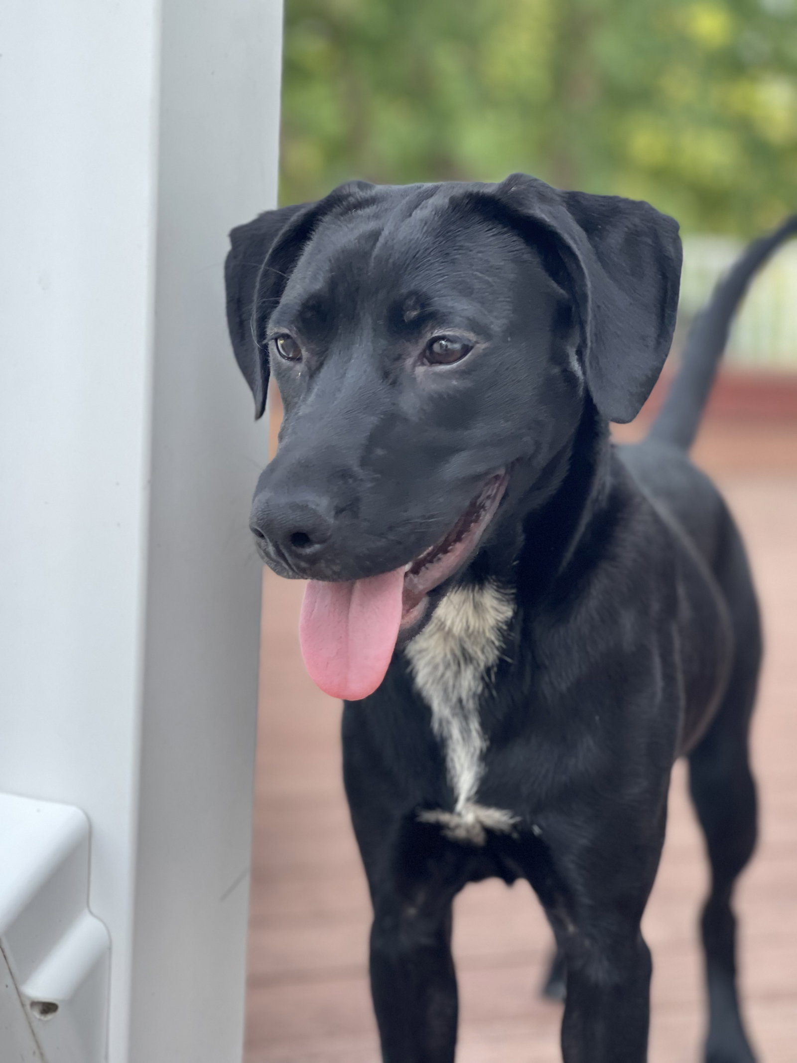 Dog for Adoption - Harley, a Labrador Retriever in Harris County, GA ...