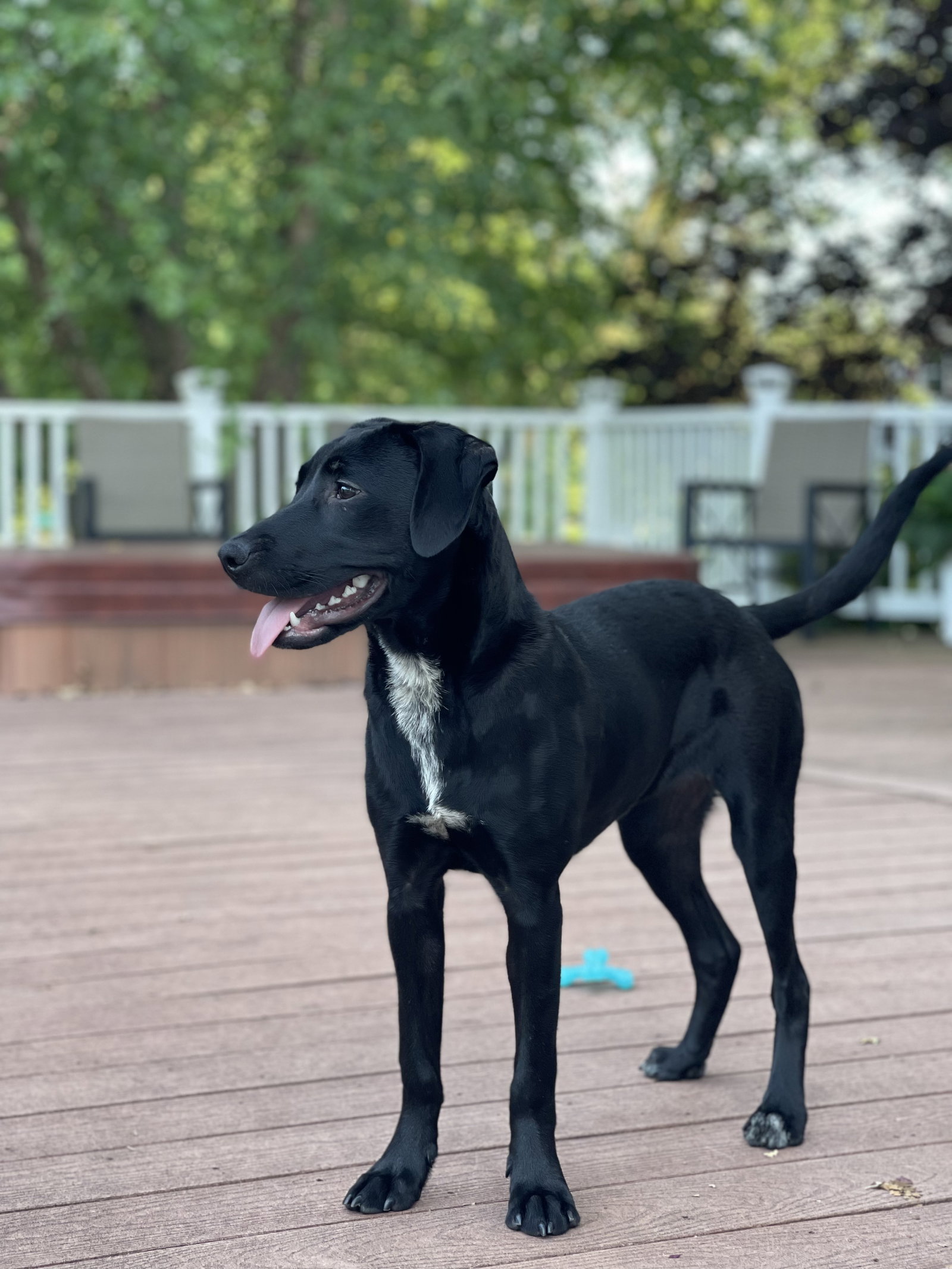 Dog for Adoption - Harley, a Labrador Retriever in Harris County, GA ...