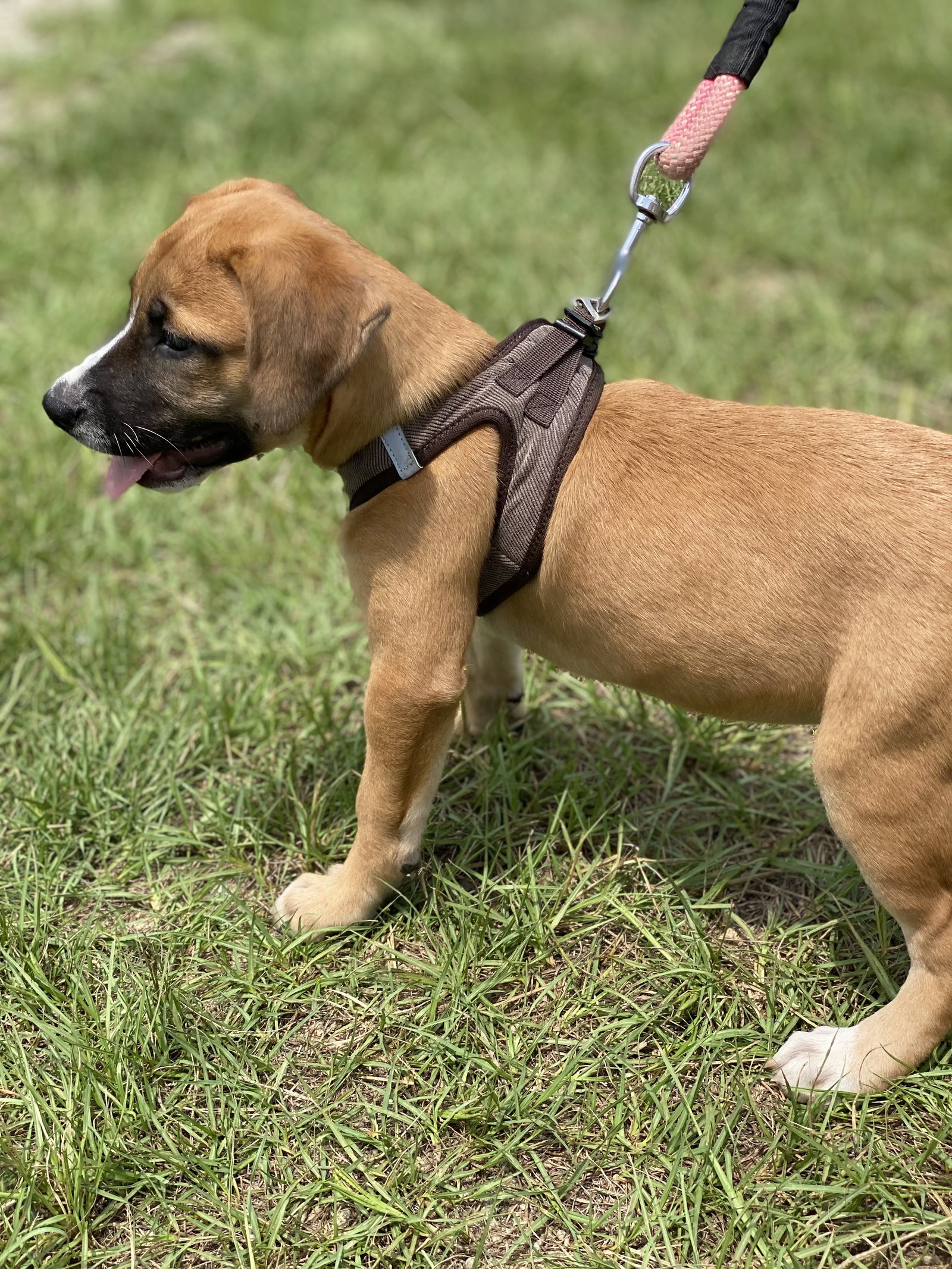 Dog for Adoption - Lillian, a Labrador Retriever in Fitzgerald, GA ...