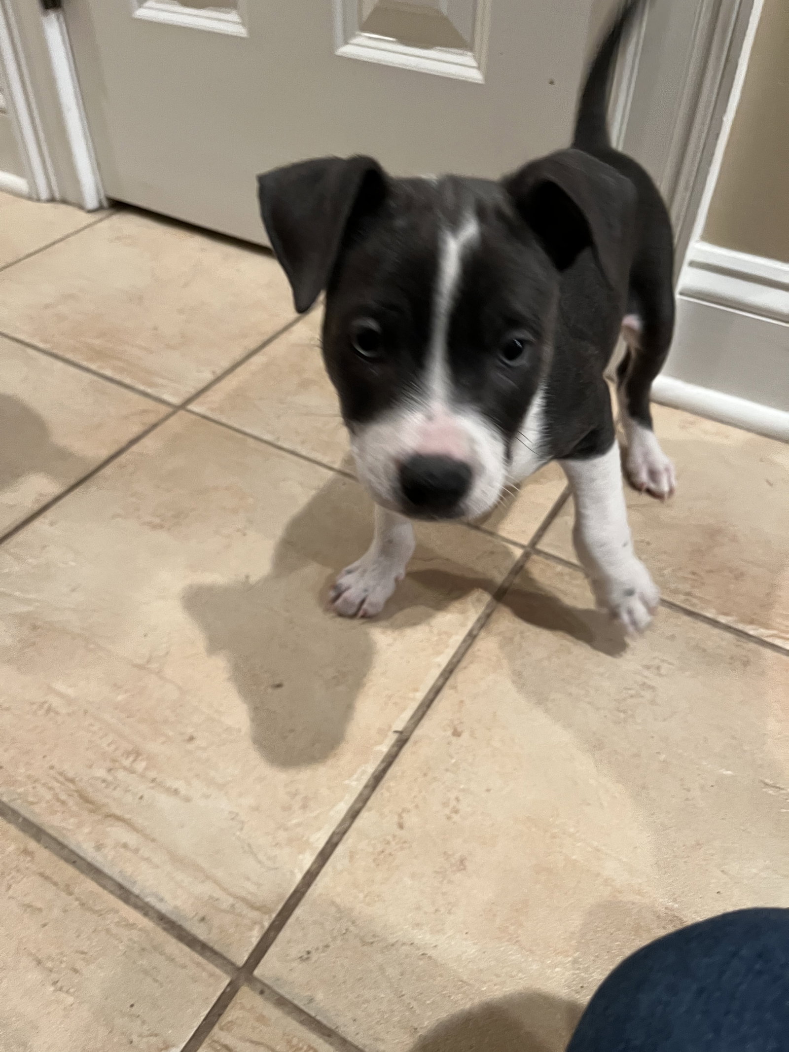 Dog for Adoption - Booker, a Australian Shepherd in Treutlen County, GA ...