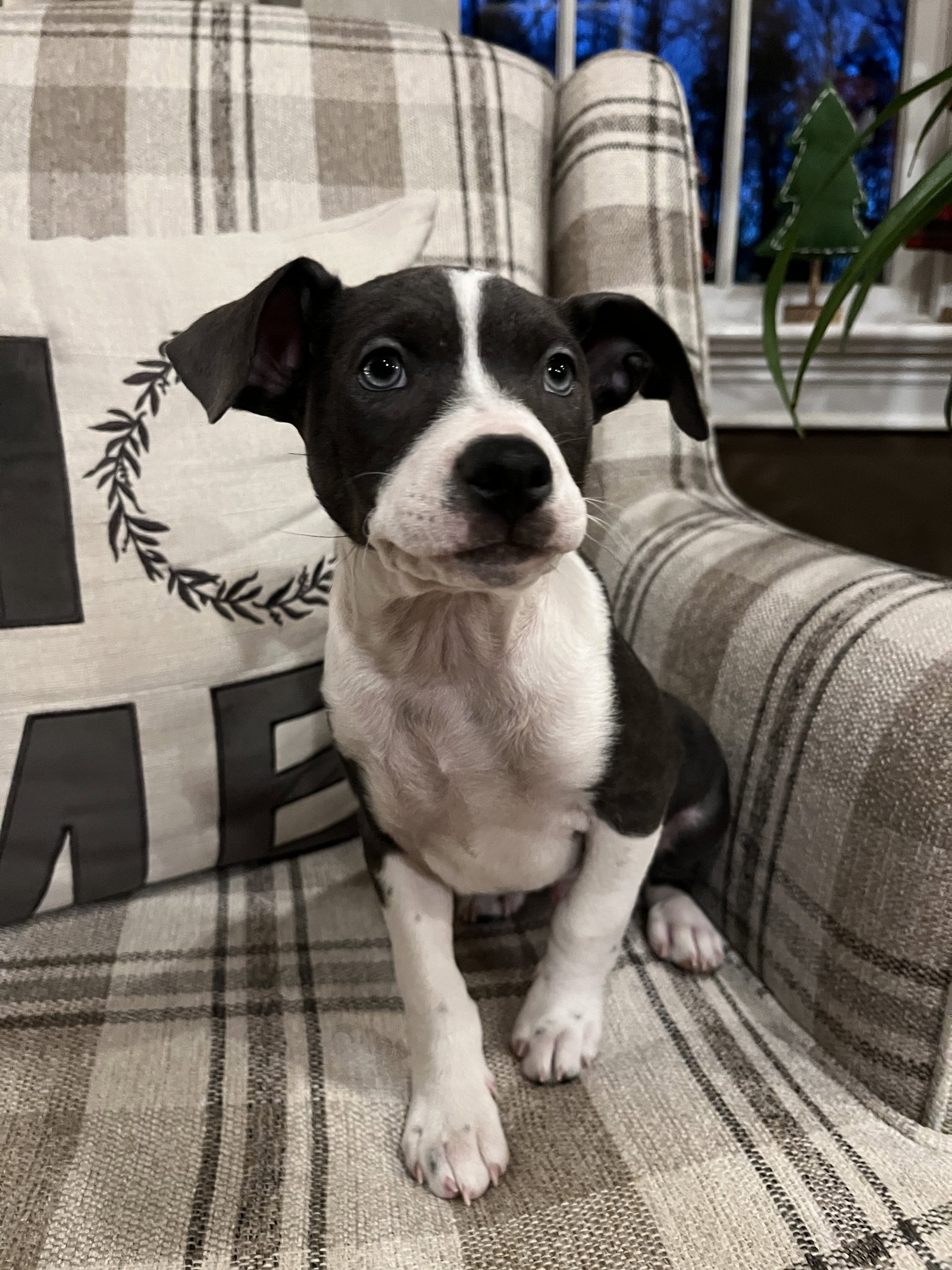 Dog for Adoption - Booker, a Australian Shepherd in Treutlen County, GA ...