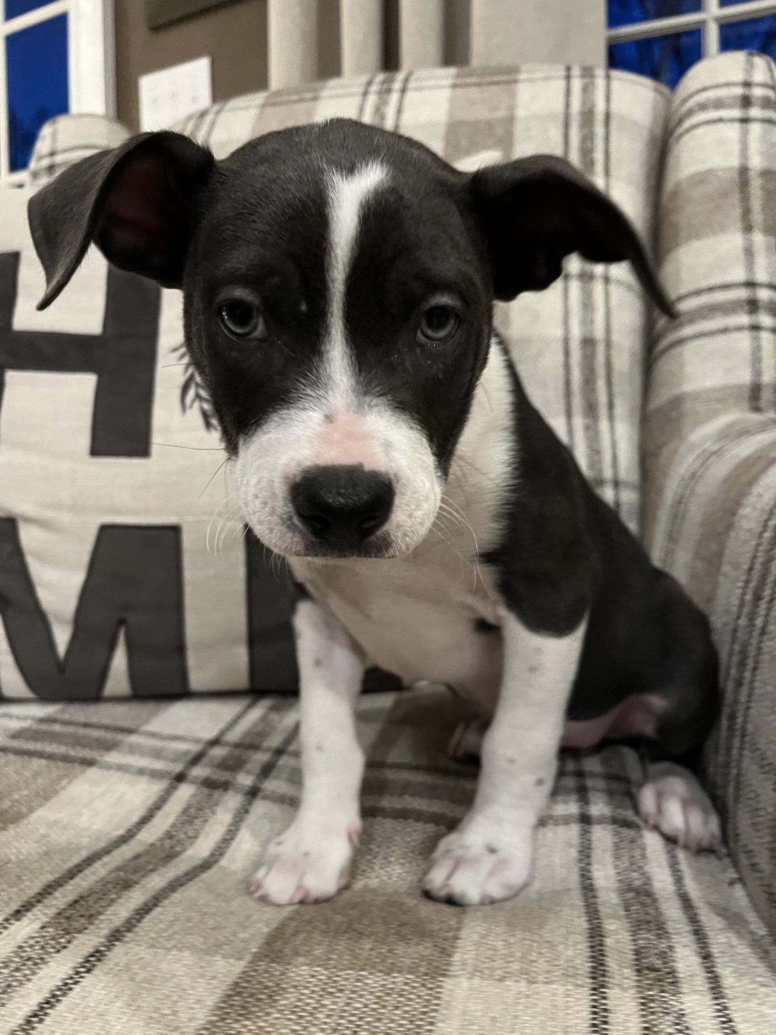 Dog for Adoption - Booker, a Australian Shepherd in Treutlen County, GA ...