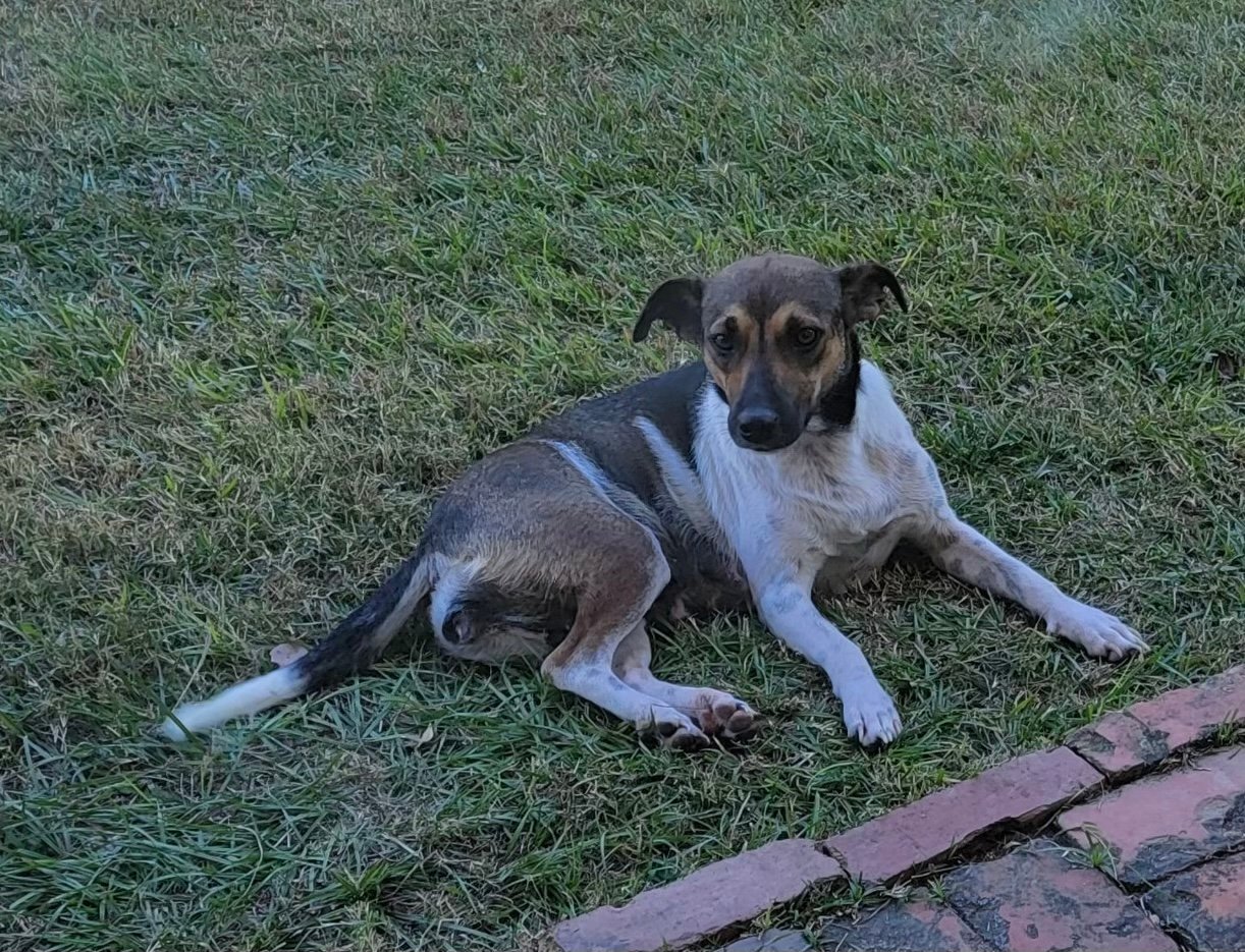 Dog for Adoption - Korg, a Terrier in Swainsboro, GA | Alpha Paw