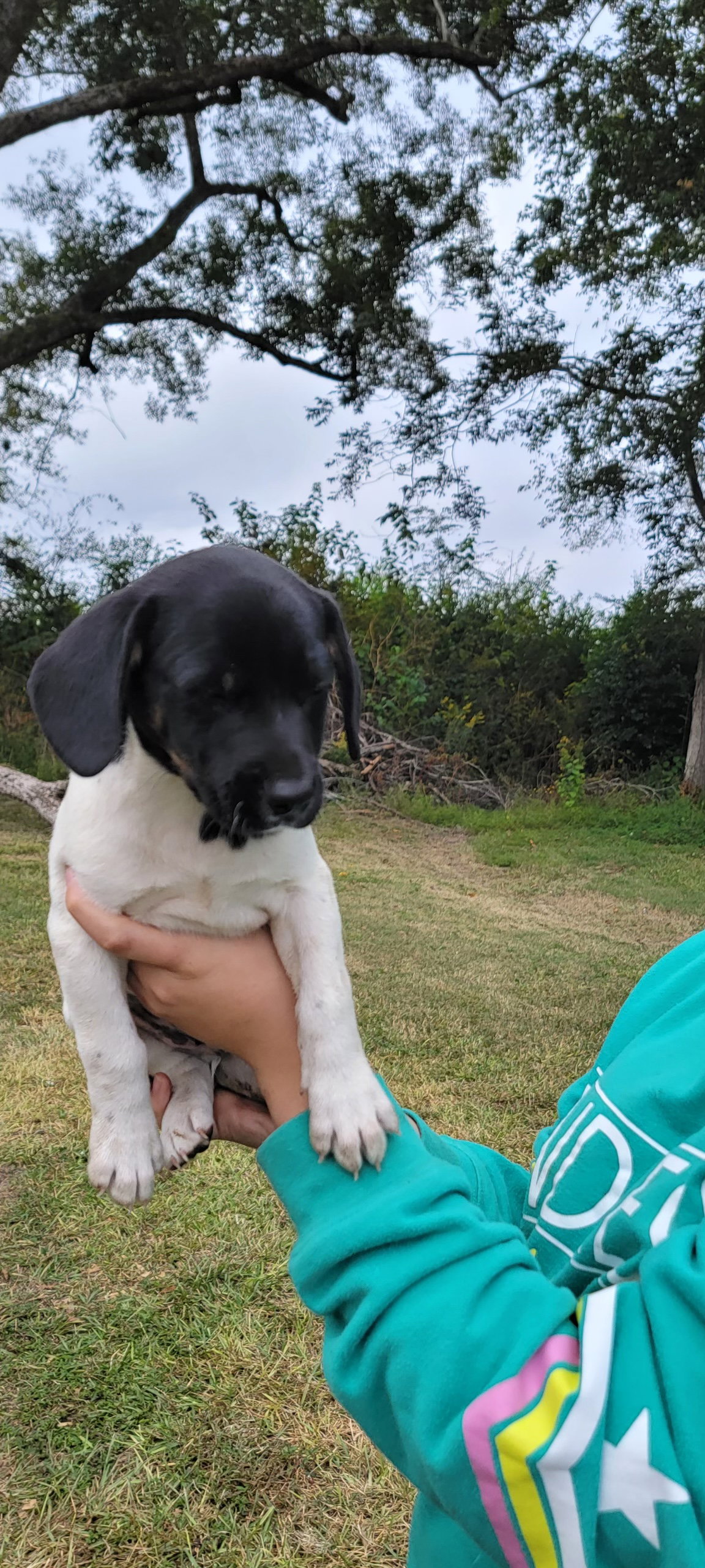 Dog for Adoption - Korg, a Terrier in Swainsboro, GA | Alpha Paw