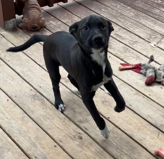 Dog for Adoption - Topher, a Labrador Retriever in Hazlehurst, GA ...