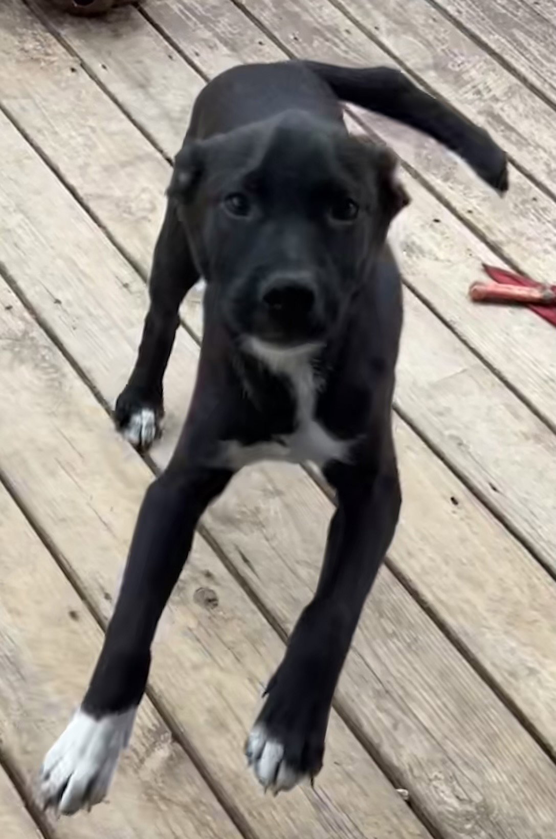Dog for Adoption - Topher, a Labrador Retriever in Hazlehurst, GA ...