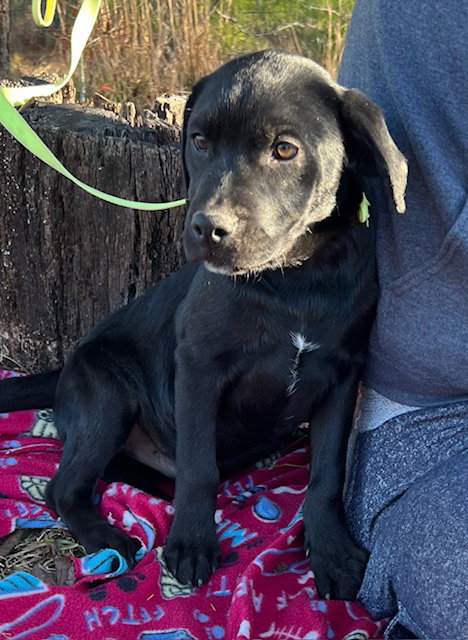 Dog for Adoption - Archer, a Labrador Retriever in Douglas, GA | Alpha Paw