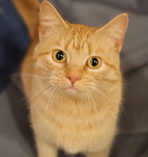 Animal Browse