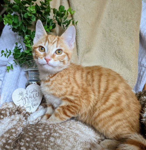 Animal Browse