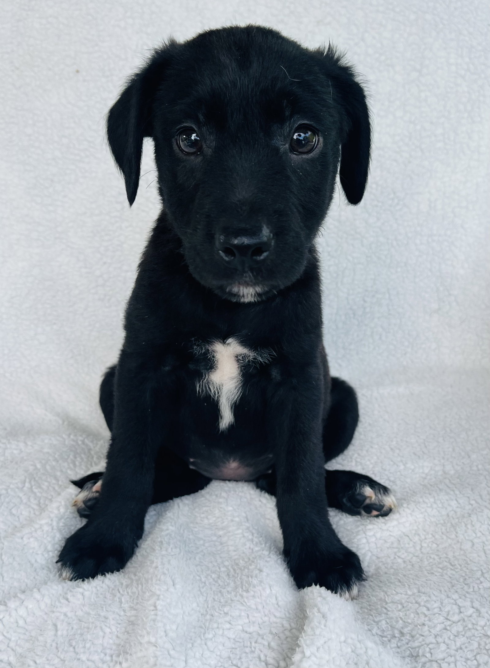 Dog for Adoption - LIVY, a Labrador Retriever in Trussville, AL | Alpha Paw